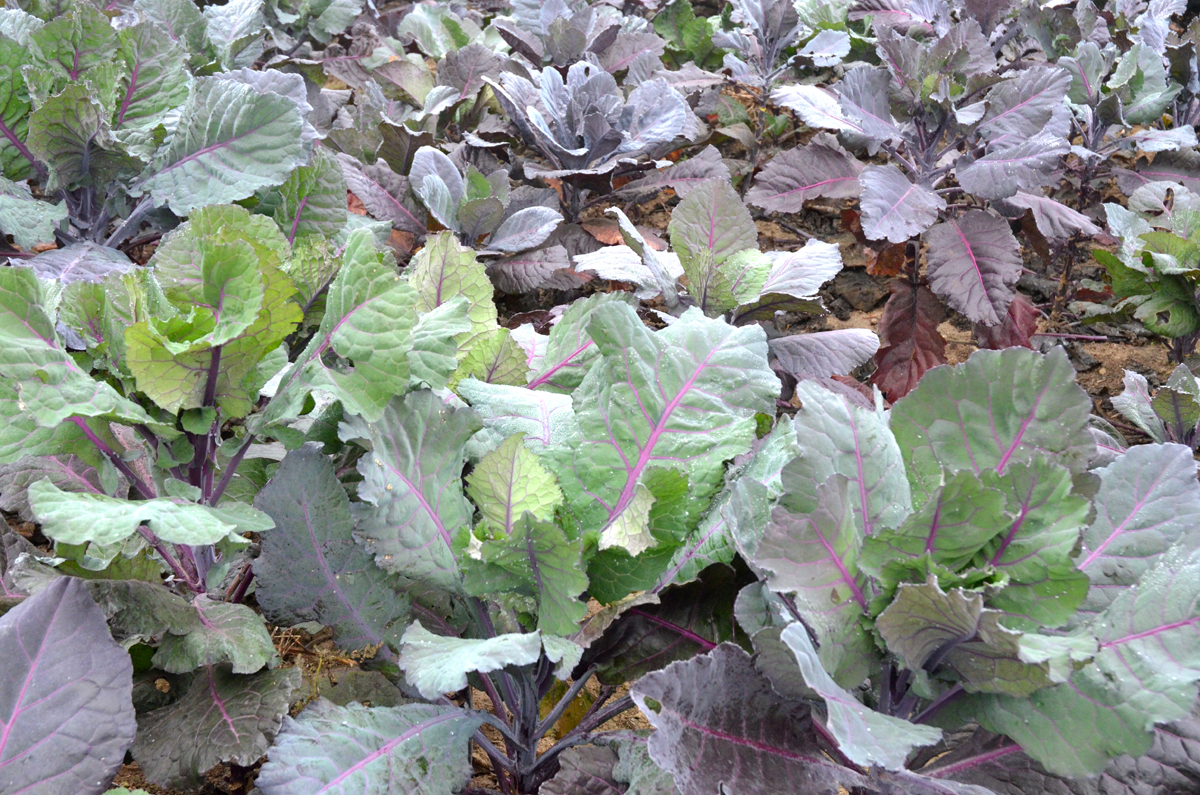 Deftig und regional – Knieperkohl – Schillers Gourmetreisen